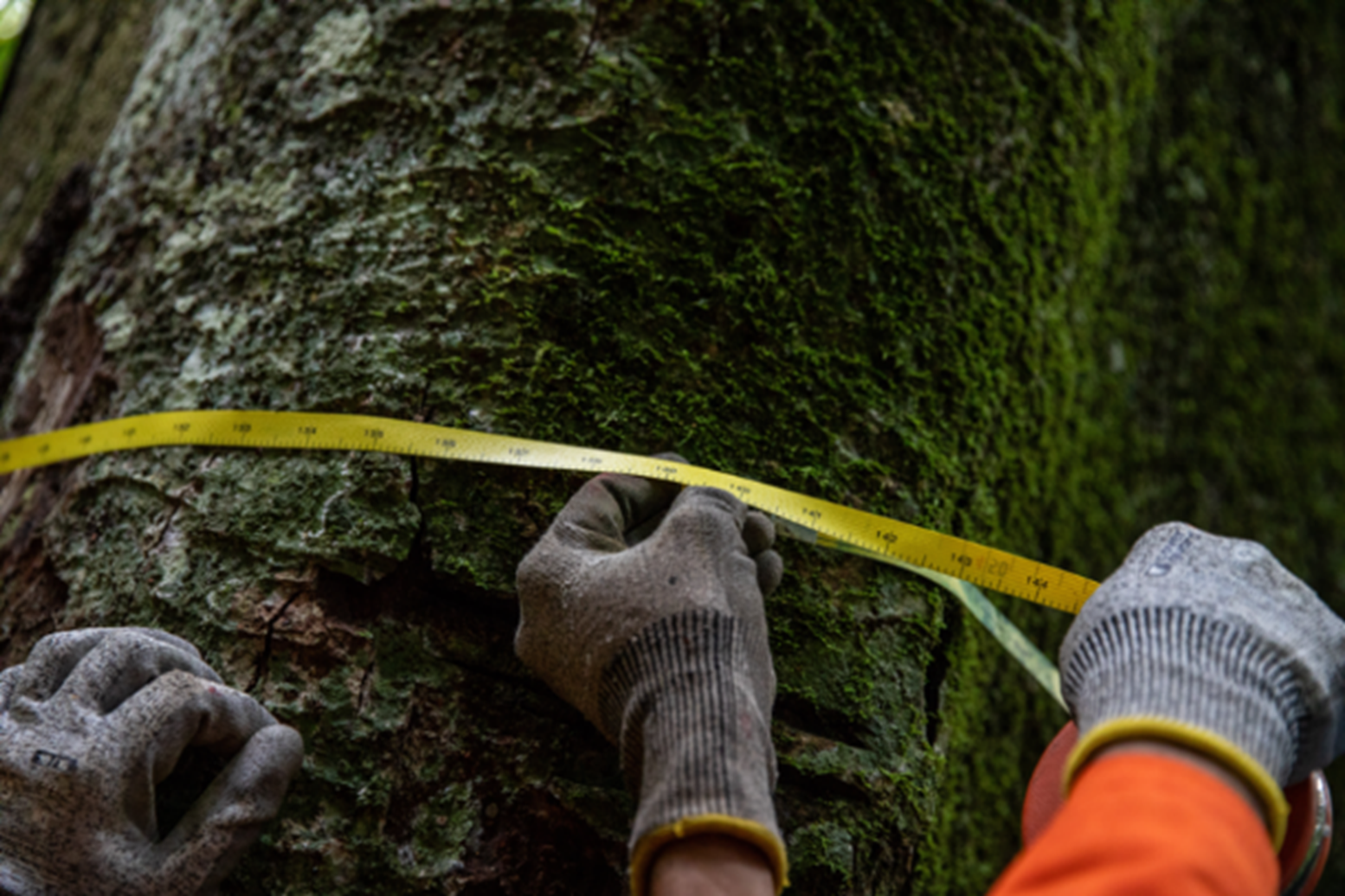 Request for proposals to revise FSC Risk Assessments | fsc.org